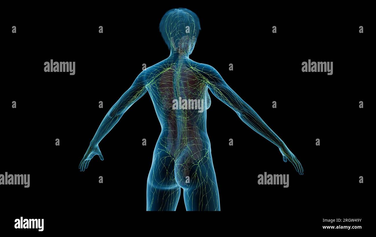 Peripheral nervous system, illustration Stock Photo - Alamy