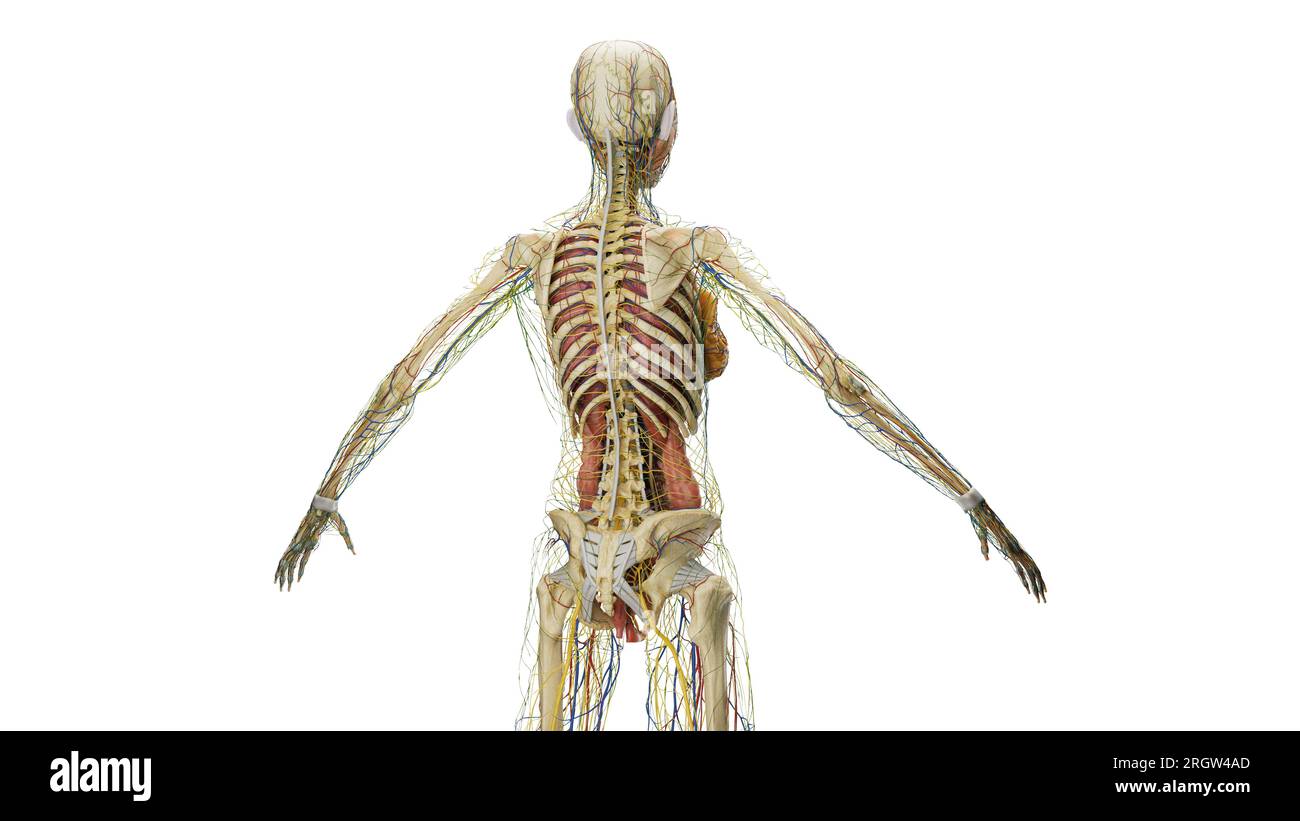Human anatomy, illustration Stock Photo - Alamy
