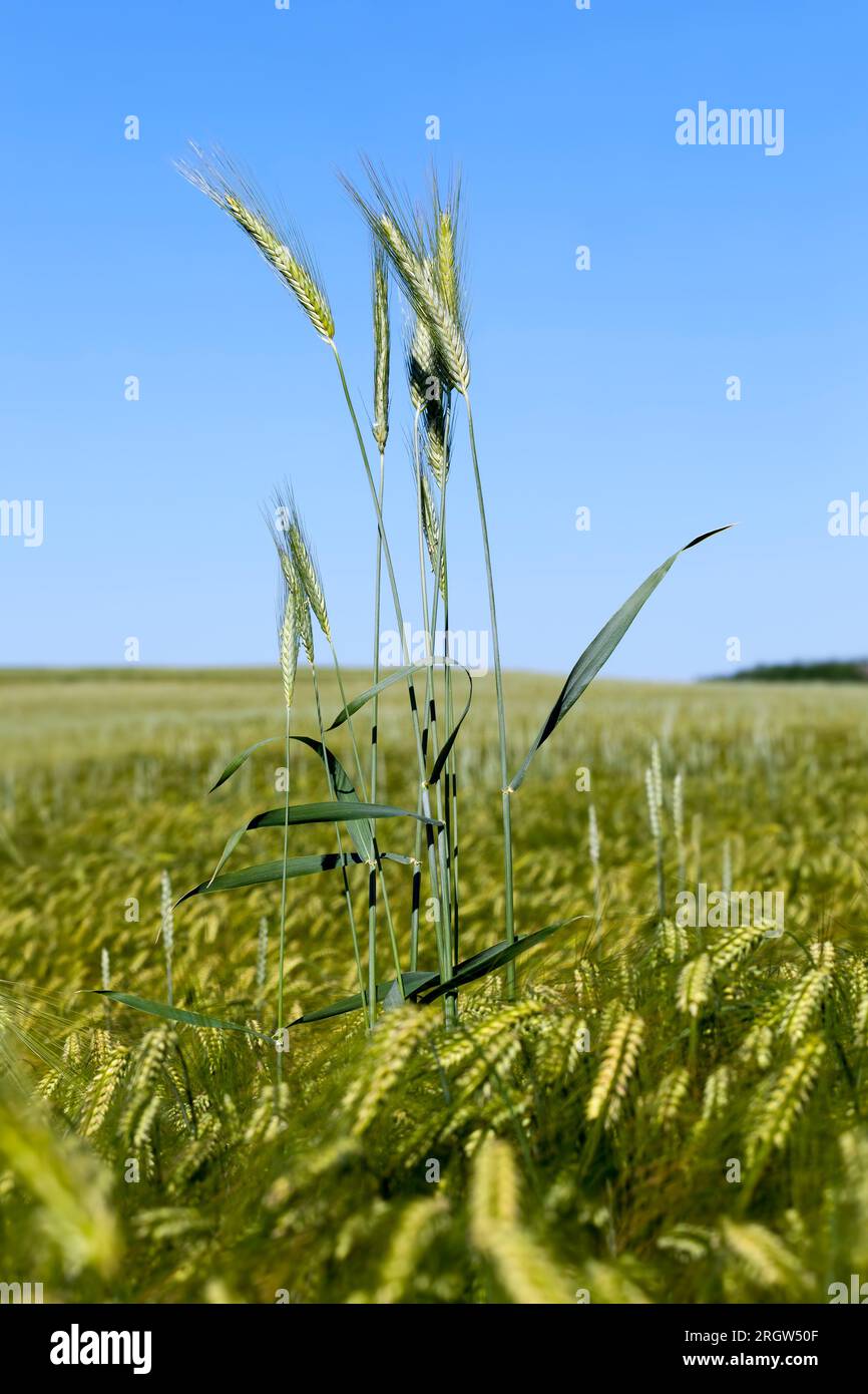 summer season rye plants against the blue sky, rye field with green ...