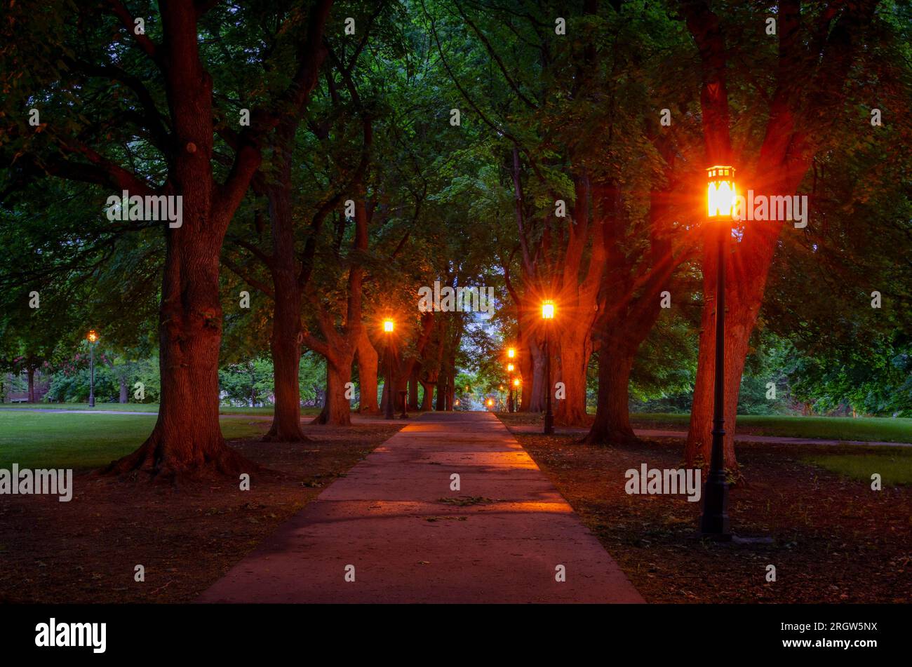 Maple lined path on a cool spring morning, University of Idaho campus ...