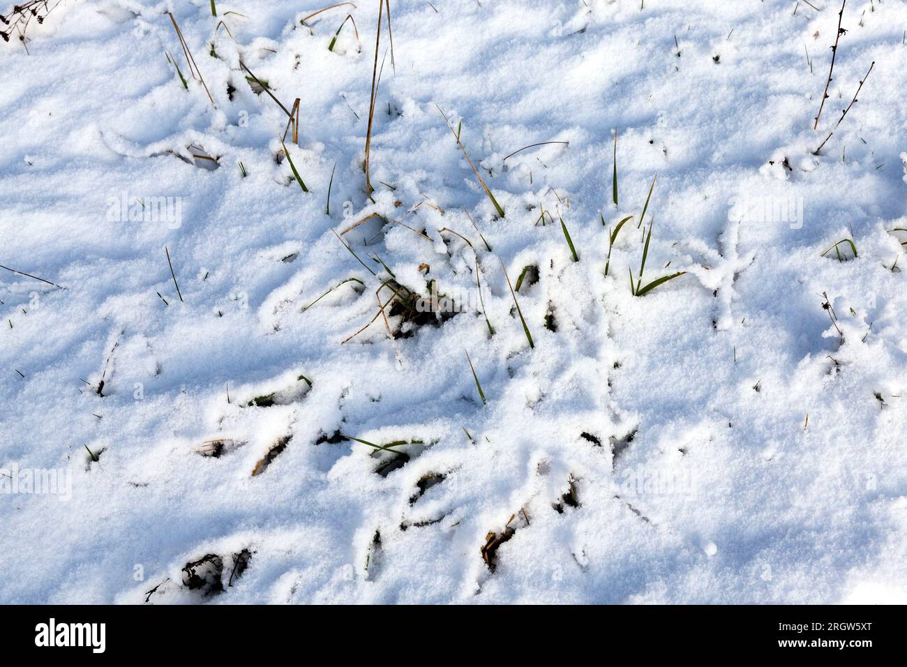 grass and snow in winter, snow that fell during a snowfall and dry ...