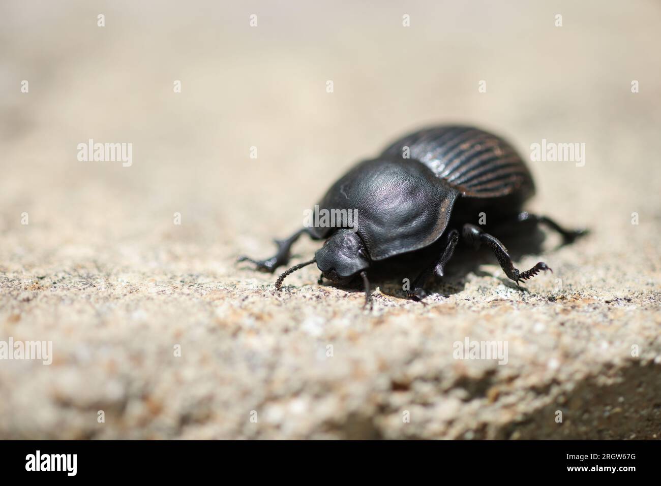 The genus Scarabaeus consists of a number of Afro-Eurasian dung beetle ...