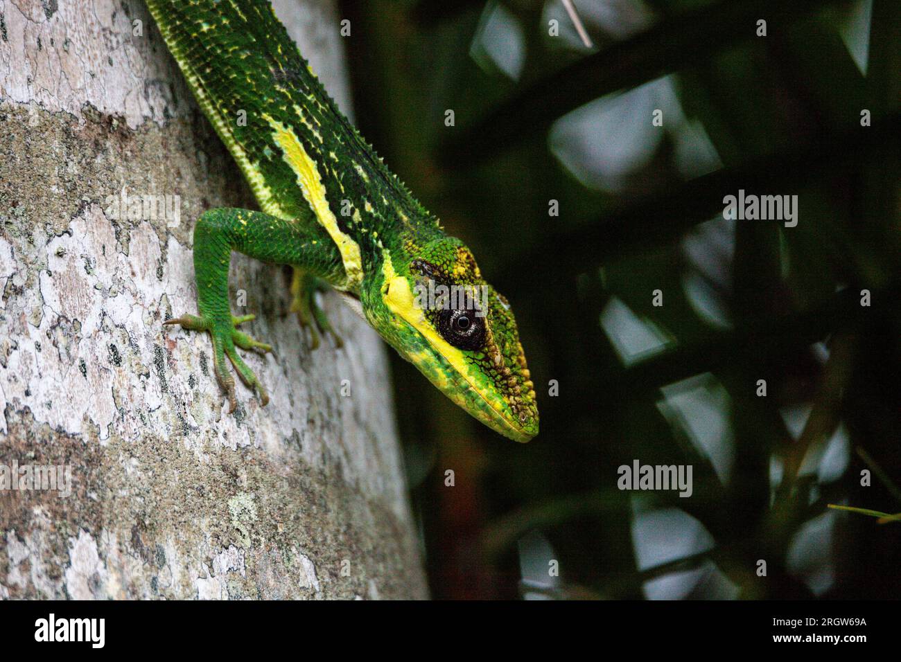 Cuban Knight anole Anolis equestris displays its dewlap as it perches on a palm tree in ...
