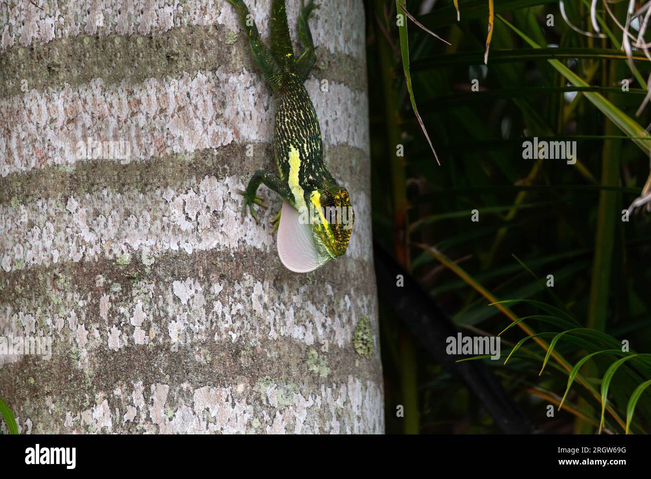 Cuban Knight anole Anolis equestris displays its dewlap as it perches ...