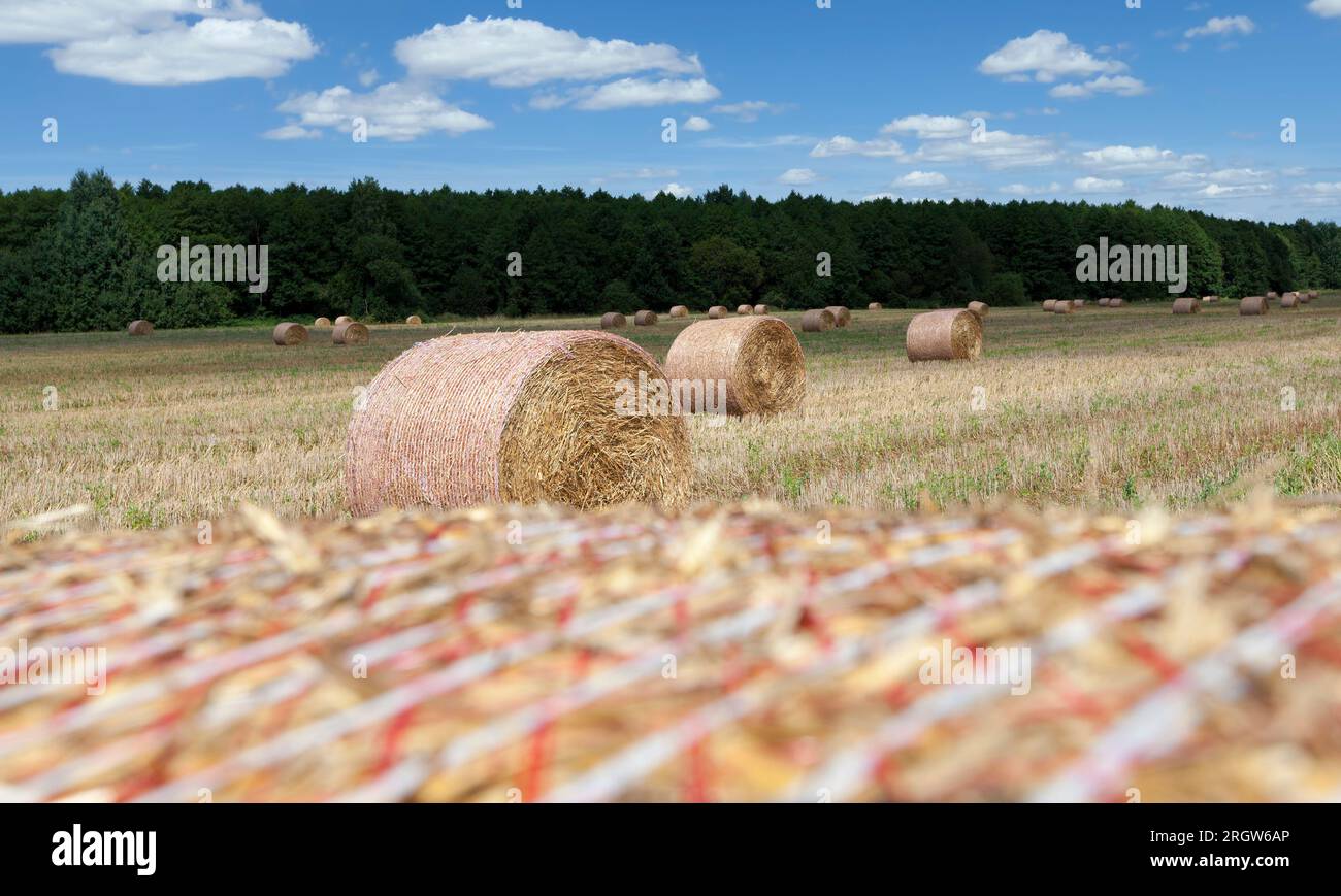 agricultural field with haystacks after harvesting rye, from rye there ...