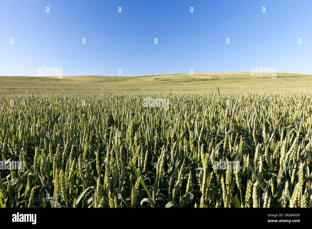 agriculture in rural areas to obtain a harvest of natural food, organic ...