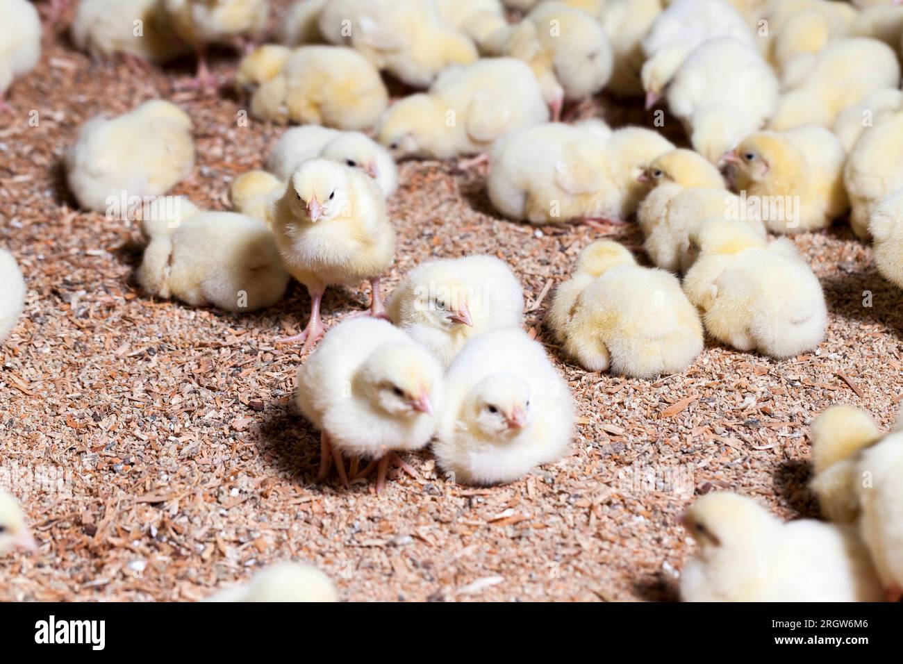 chicks of genetically improved chicken in a conventional poultry farm ...