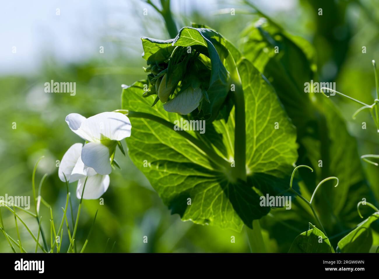 an agricultural field where green peas grow, peas bloom with white ...