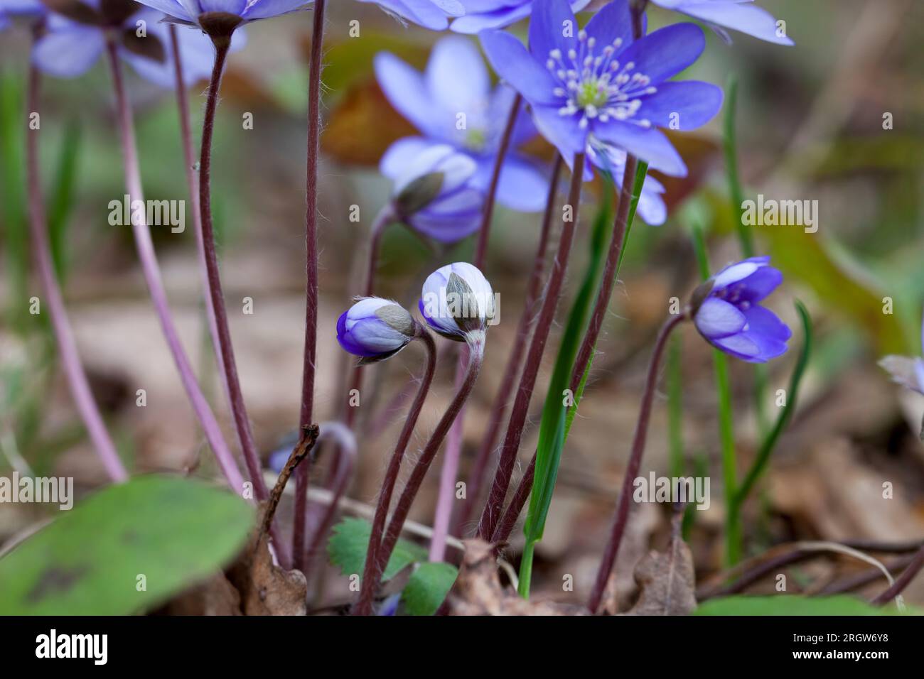 the first blooming in the forest, beautiful wild flowers growing in the ...