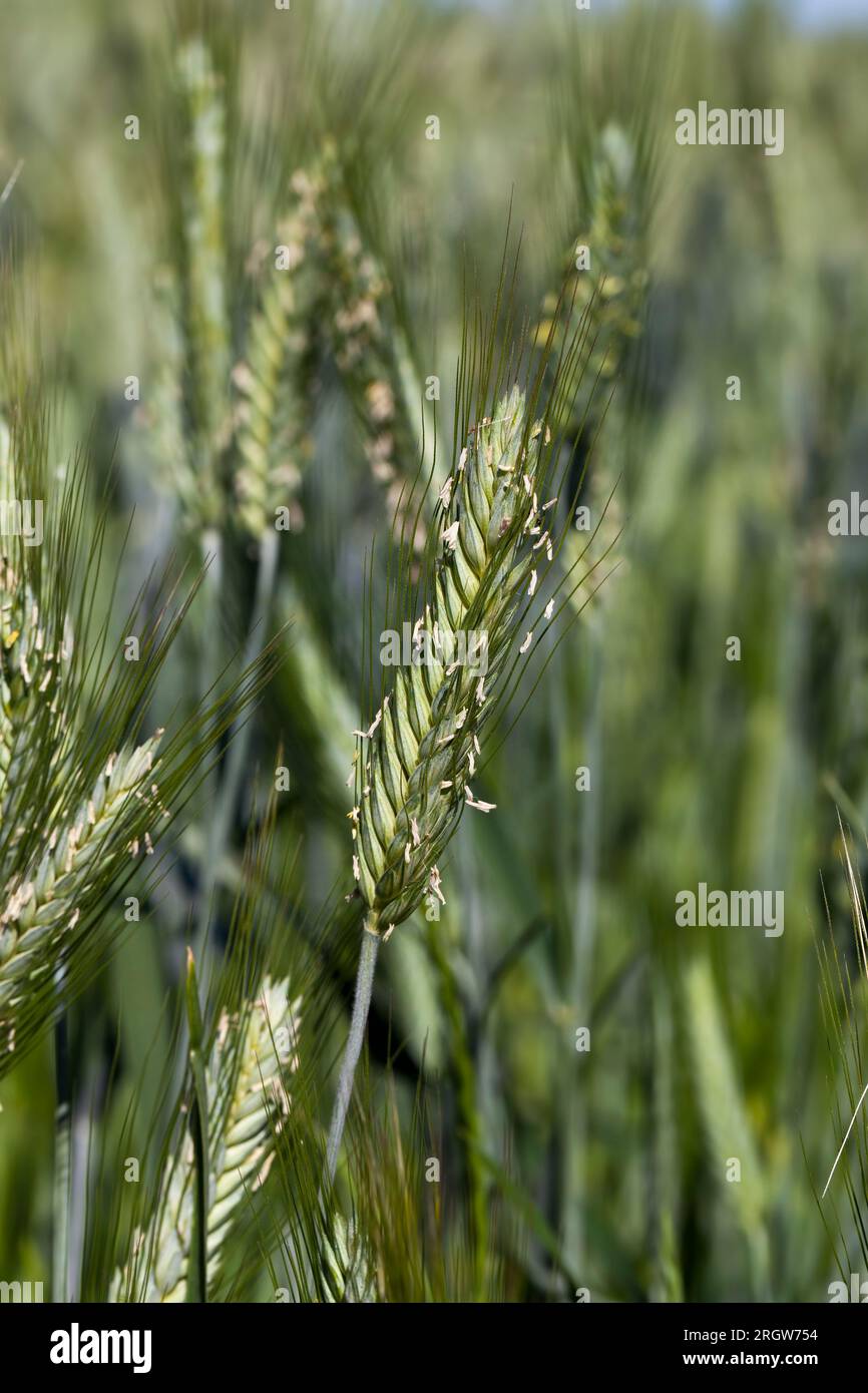 green rye spikelets during flowering, the elements necessary for ...