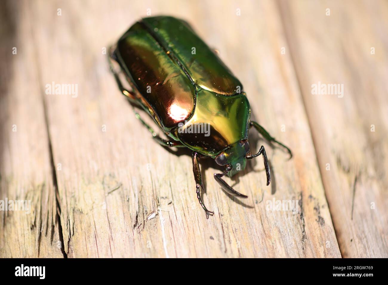 Drone beetle hi-res stock photography and images - Alamy