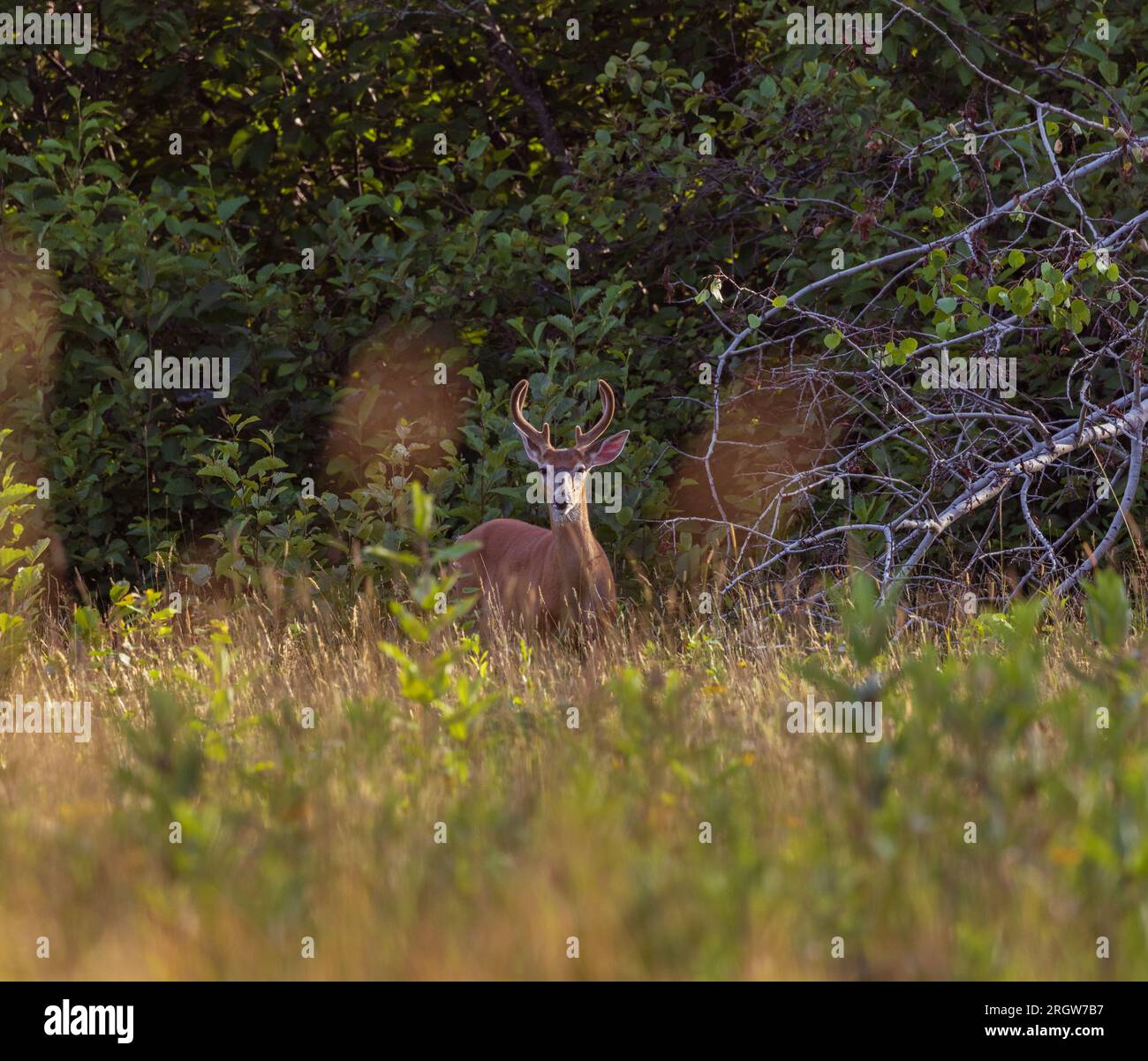 6 point buck hi-res stock photography and images - Alamy