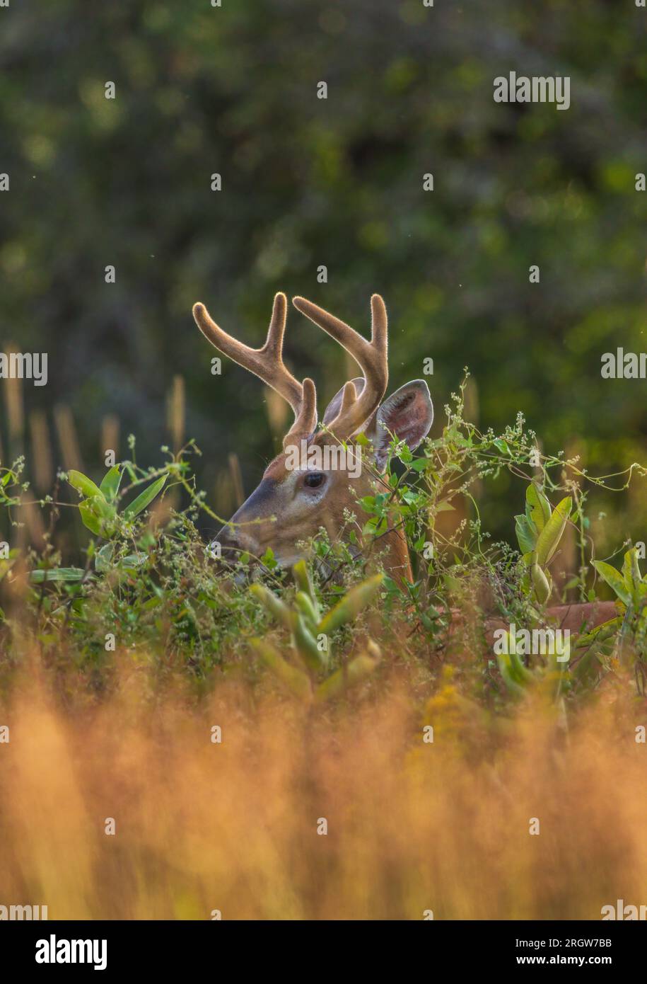 6 point buck hi-res stock photography and images - Alamy