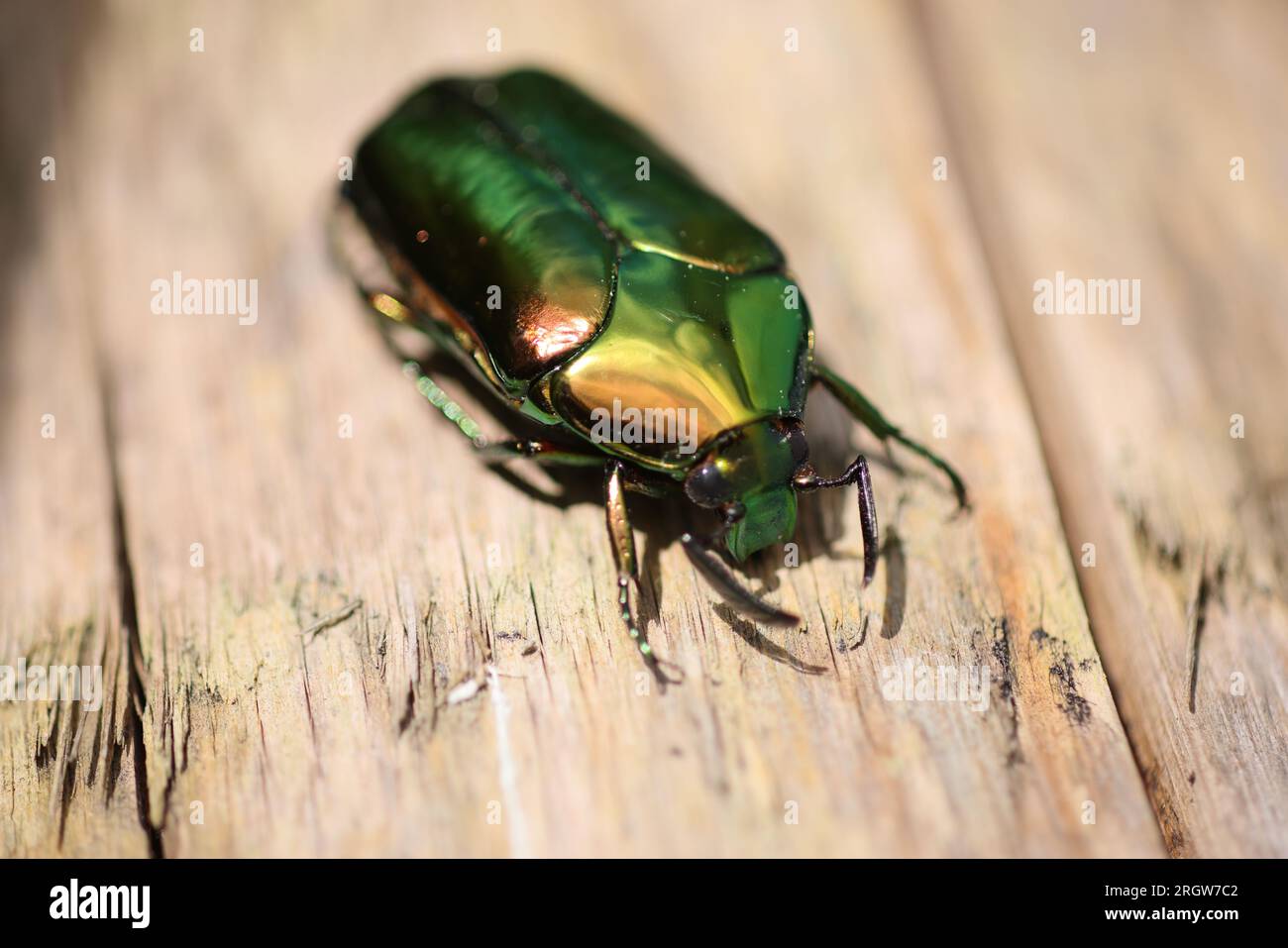 Agestrata semperi drone beetle in Luzon island, Philippines Stock Photo ...