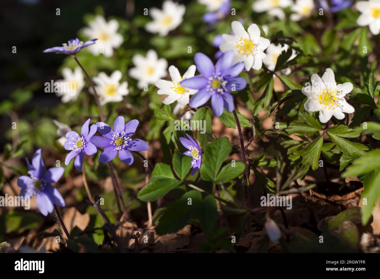the first flowers growing in forests and parks in spring and summer ...