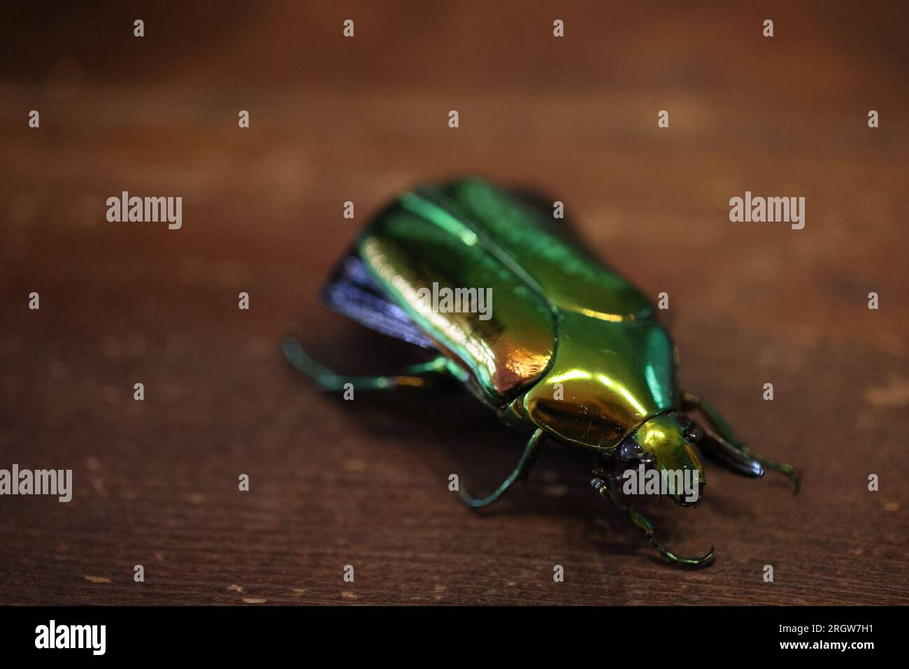 Agestrata semperi drone beetle in Luzon island, Philippines Stock Photo ...