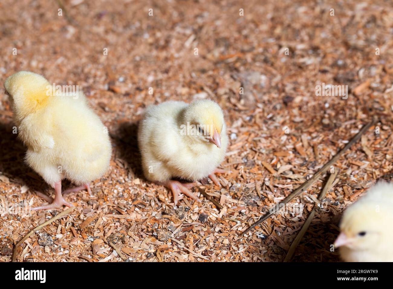 genetically enhanced white chicken chicks at a poultry farm where ...