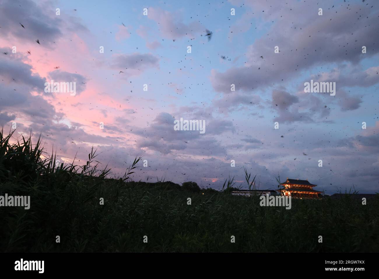 Barn swallow (Hirundo rustica) million flocks are flying over sky with ...