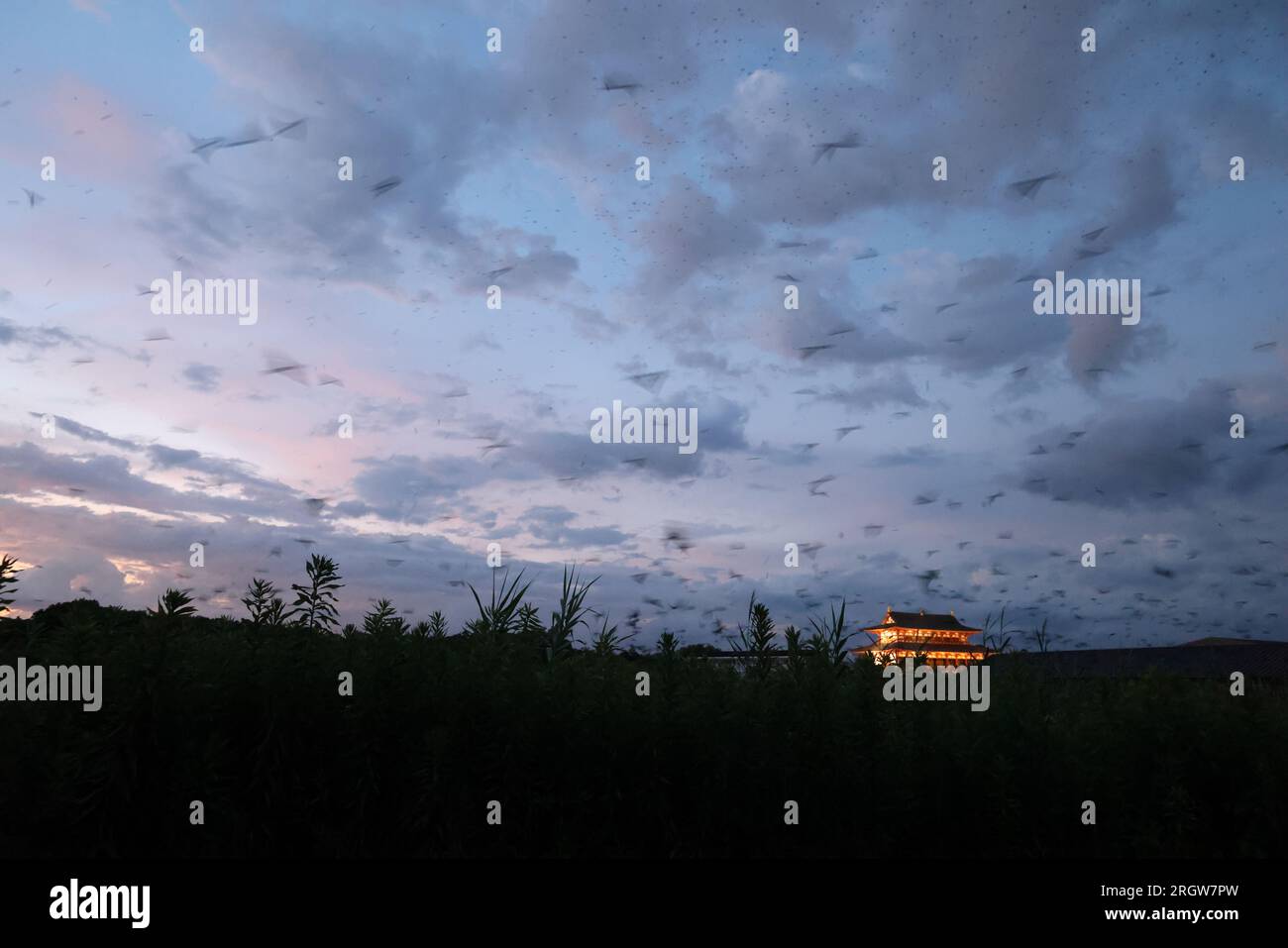 Barn swallow (Hirundo rustica) million flocks are flying over sky with ...