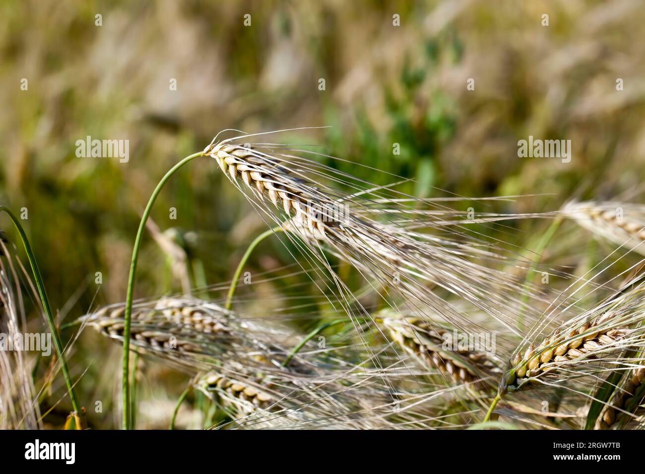 Ripe rye agricultural field hi-res stock photography and images - Alamy