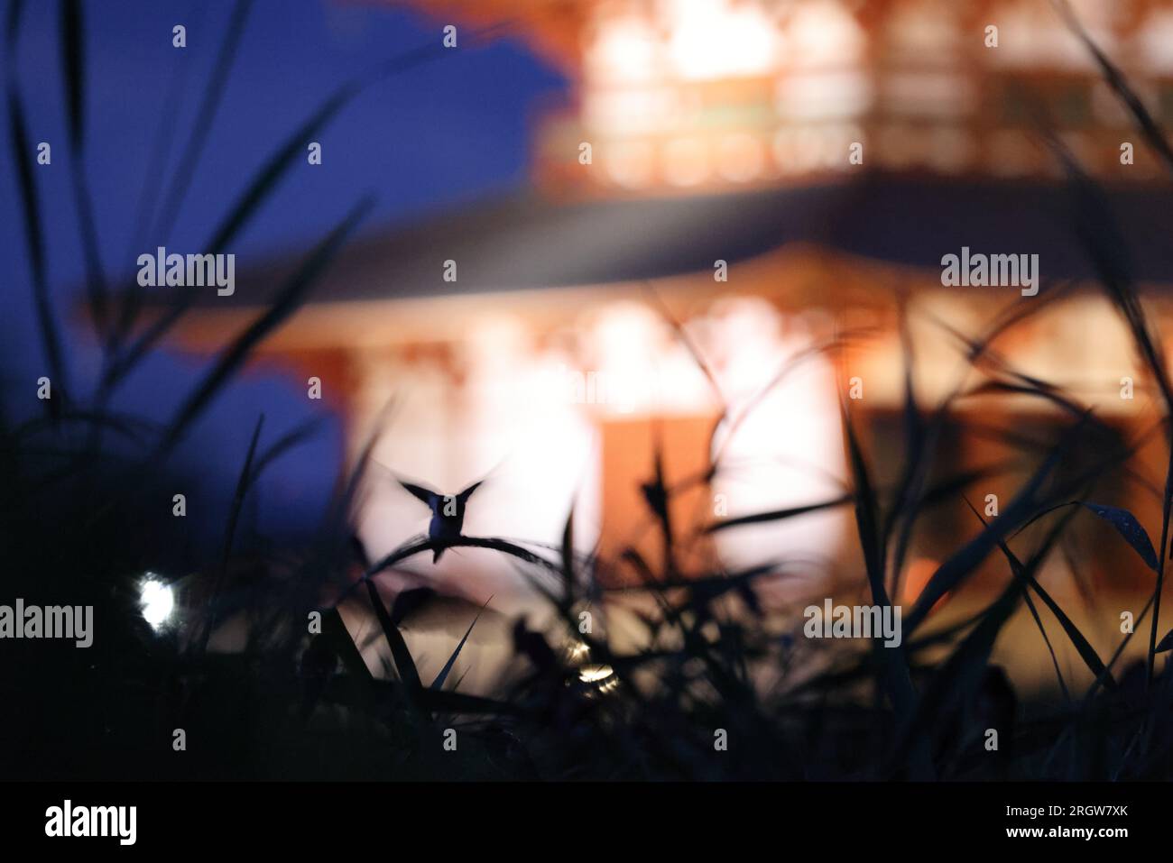 Barn swallow (Hirundo rustica) million flocks are flying over sky with ...