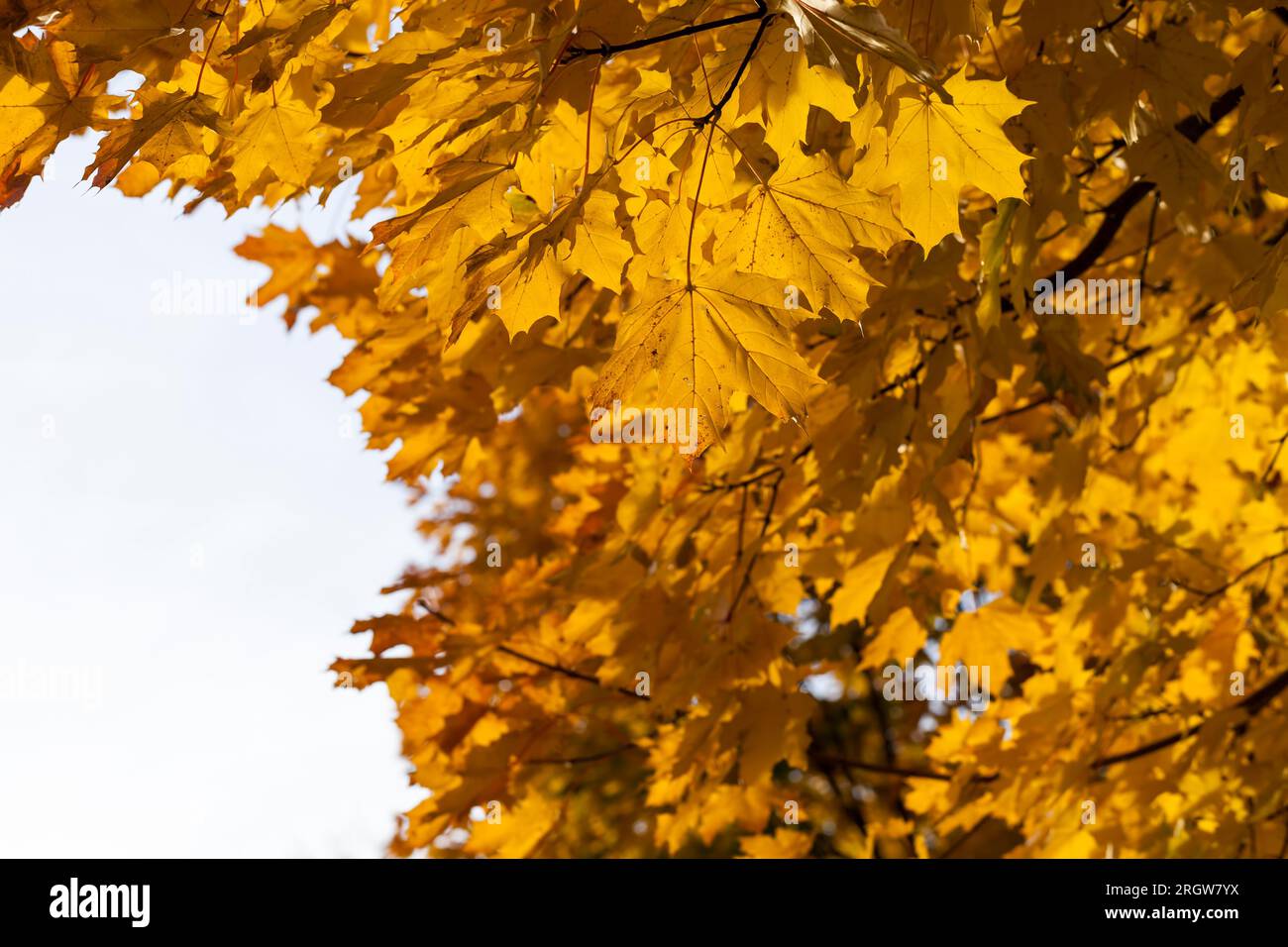 changing the color of maple in the autumn season, the foliage of the ...