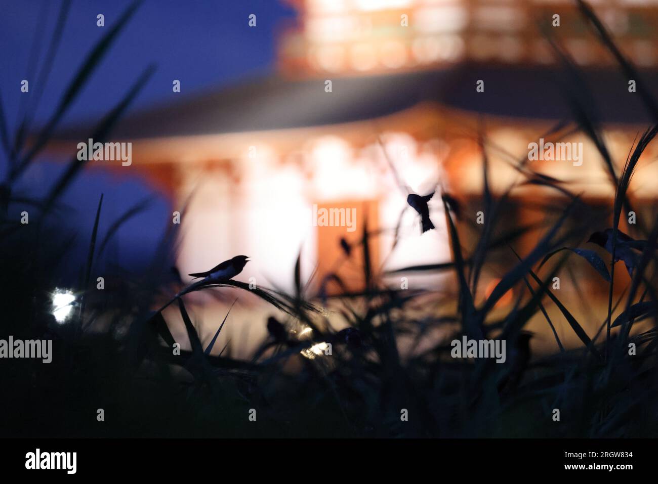 Barn swallow (Hirundo rustica) million flocks are flying over sky with ...