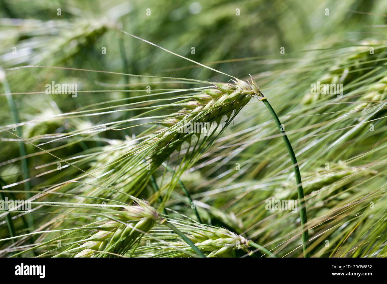 rye field with green unripe rye spikelets, summer season rye plants in ...
