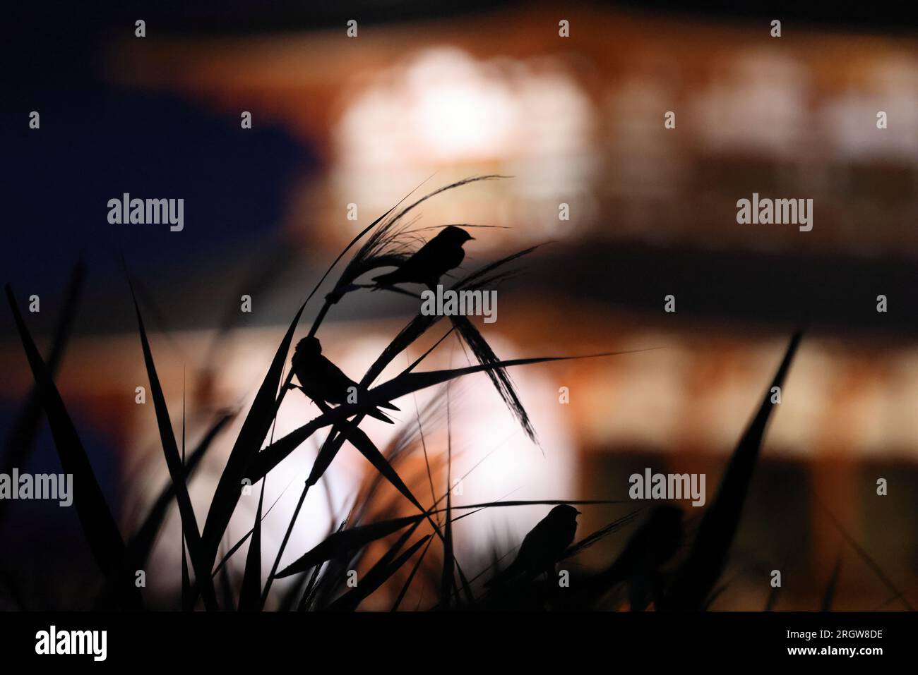 Barn swallow (Hirundo rustica) million flocks are flying over sky with ...