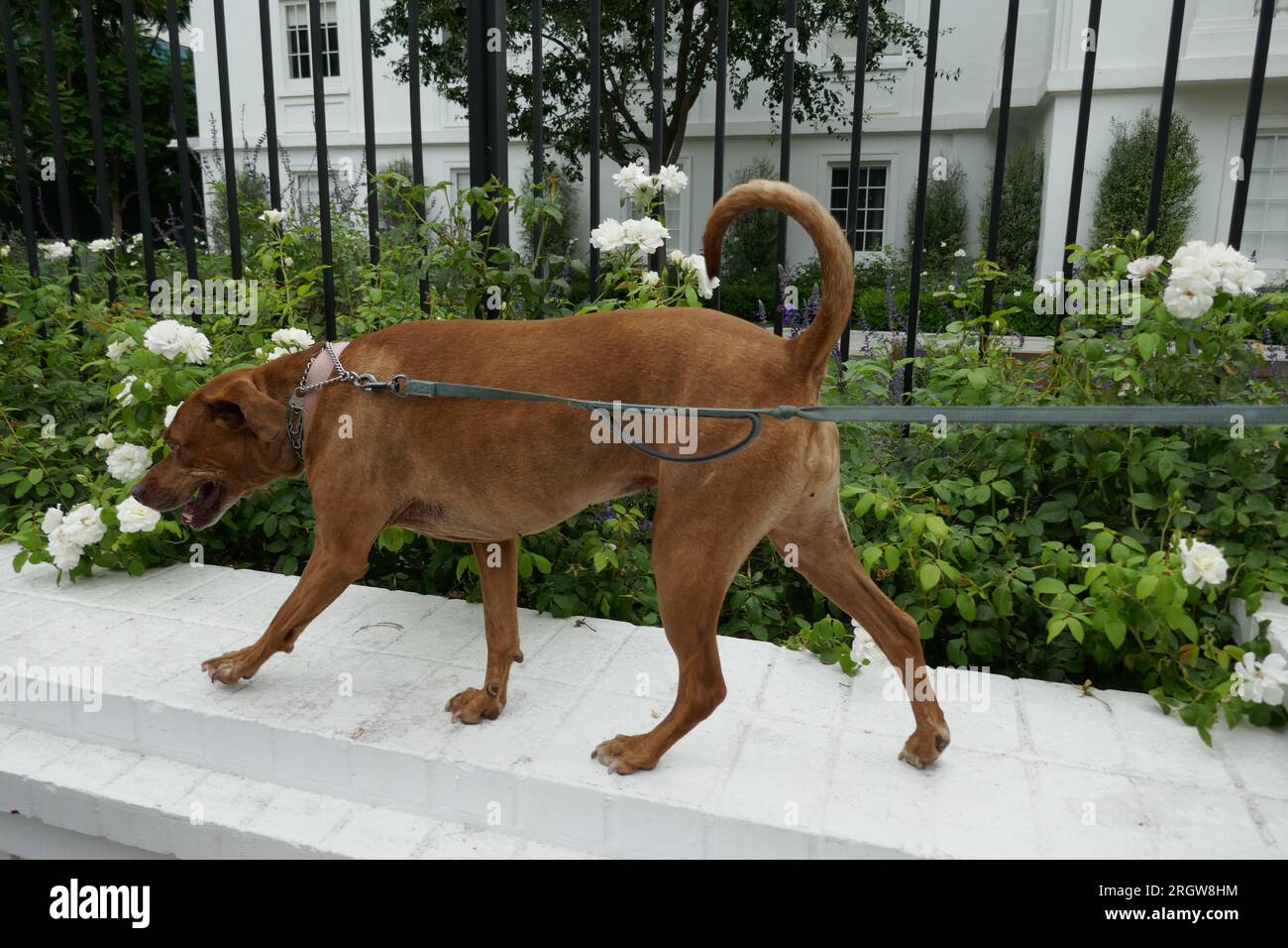 Dog picket line hi-res stock photography and images - Alamy