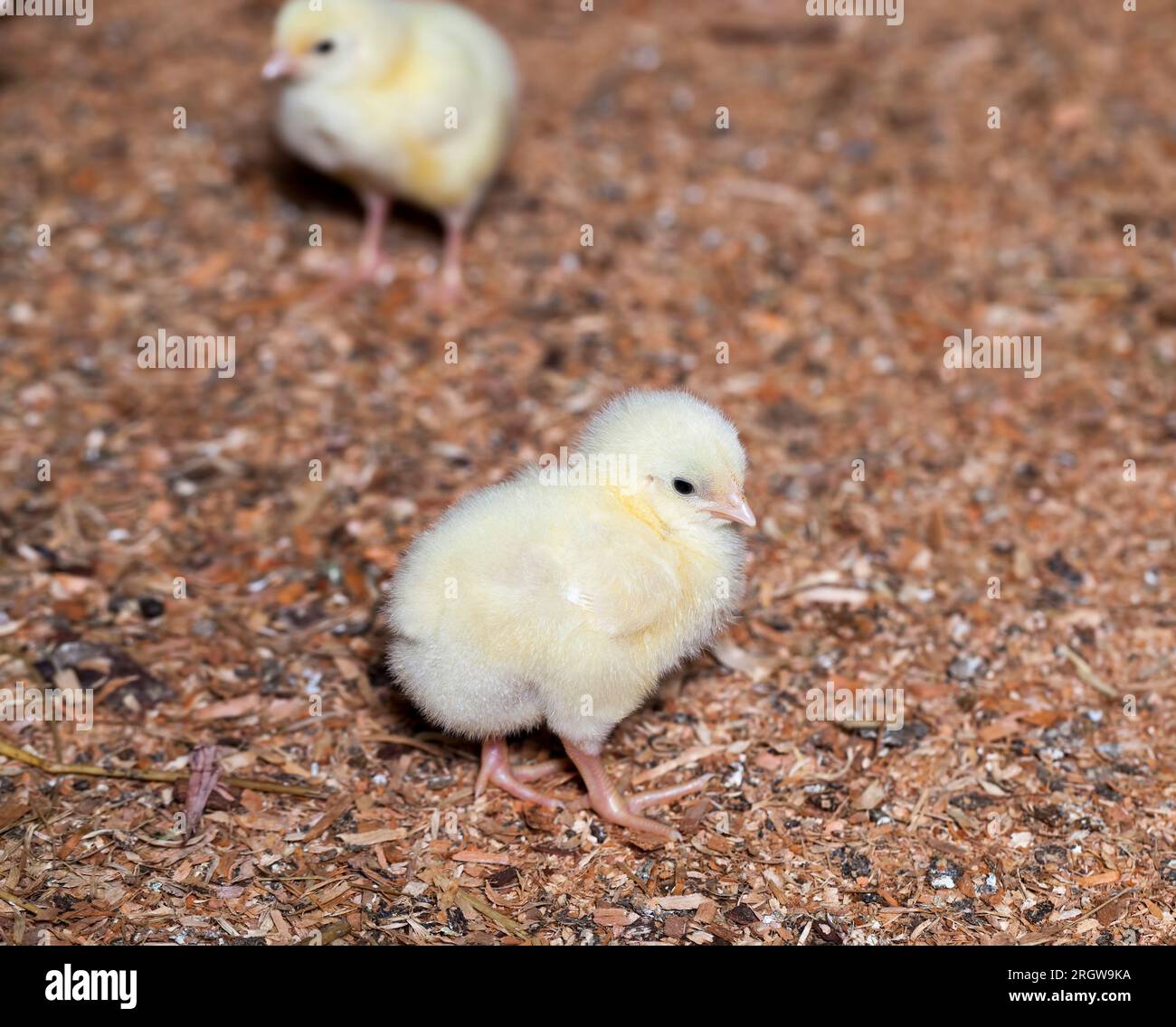 chicken hicks in a poultry farm where chicken is raised for meat and ...