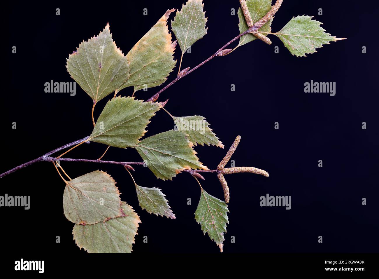 Stacked leaf pattern hi-res stock photography and images - Alamy