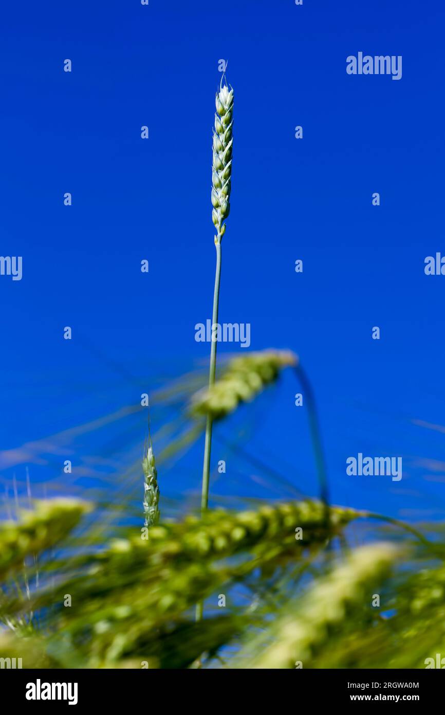 summer season rye plants against the blue sky, rye field with green ...