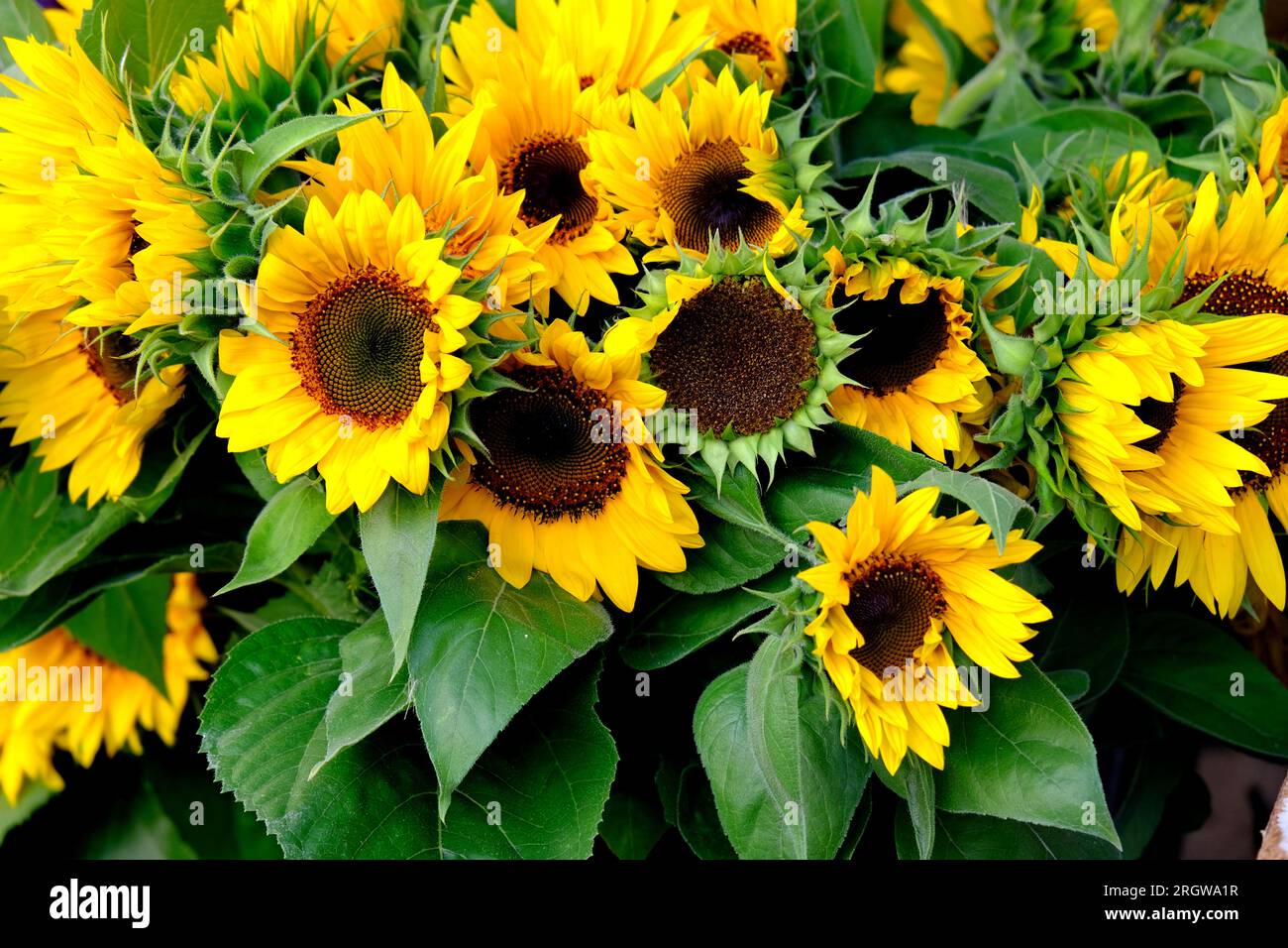 Bunches of sunflowers in a market in Rennes France Stock Photo - Alamy