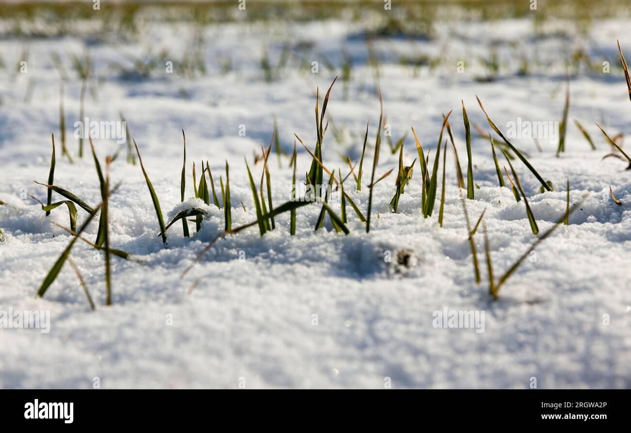 grass and snow in winter, snow that fell during a snowfall and dry ...