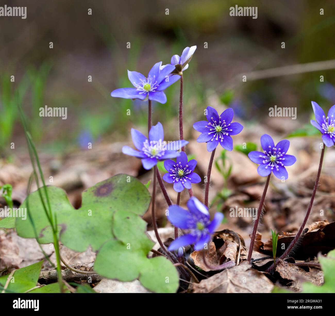 the first blue forest flowers in the spring season, forest plants in ...