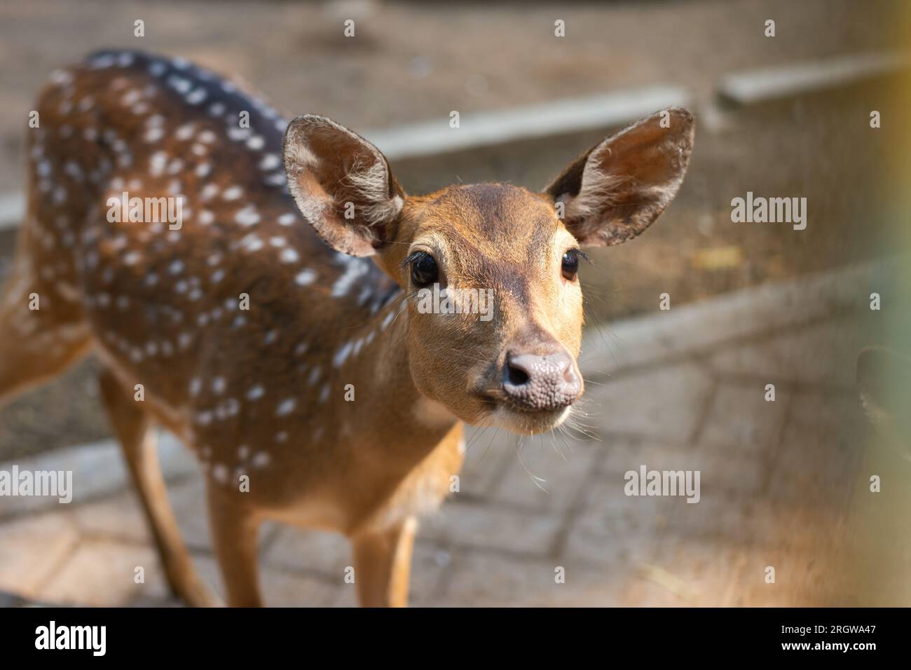 Deer zoo animals hi-res stock photography and images - Alamy