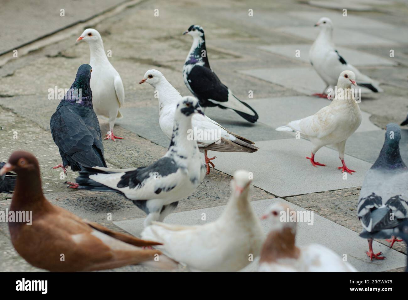Pigeons in a town environment hi-res stock photography and images - Alamy