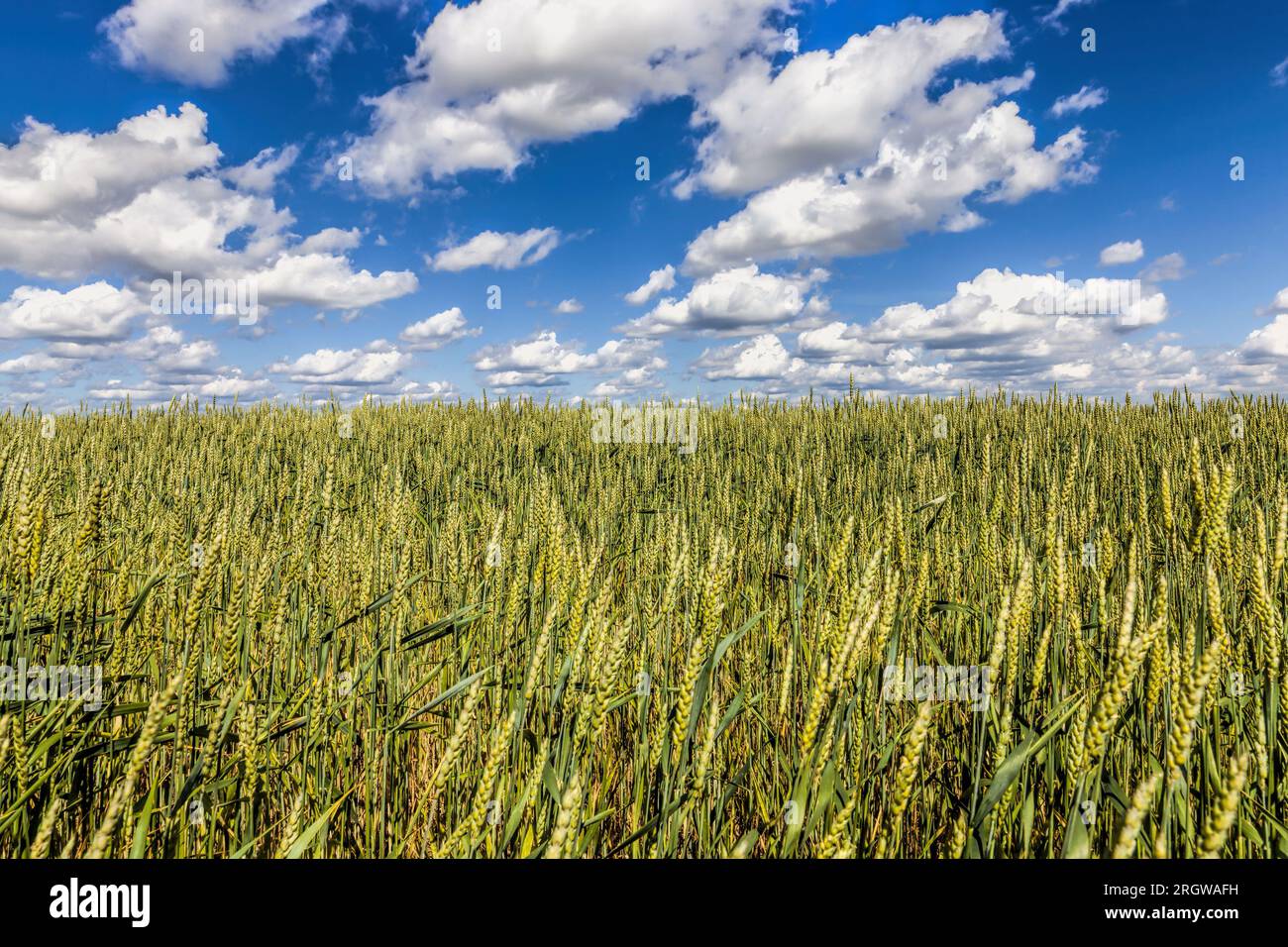 agricultural field on which crops of cereals, wheat or rye ...