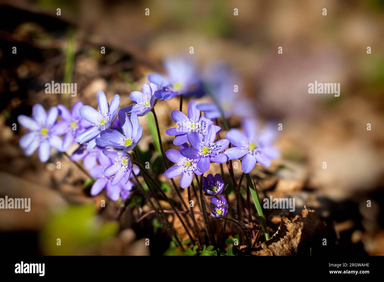 forest plants in the spring in the forest, the first blue forest ...