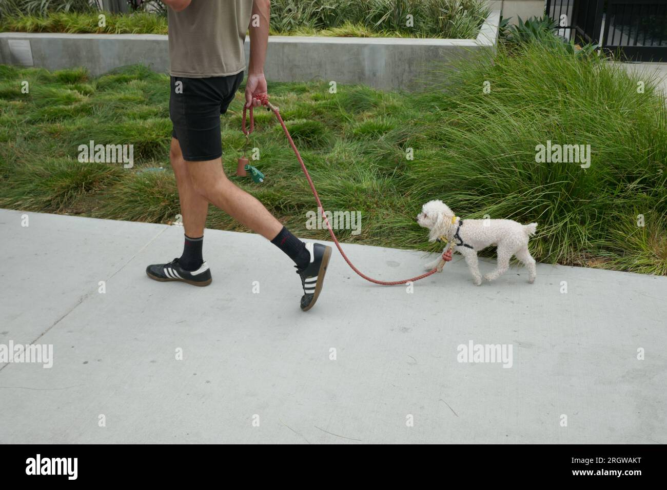 Los Angeles, California, USA 11th August 2023 Dog at SAG-AFTRA and WGA ...