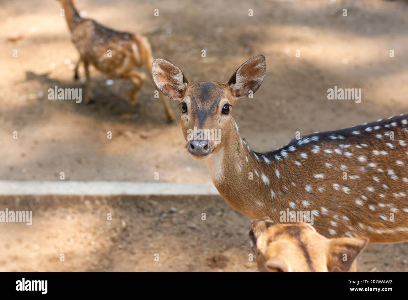 Deer zoo animals hi-res stock photography and images - Alamy