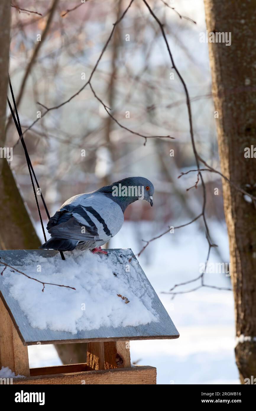 Pigeon wintering in park hi-res stock photography and images - Alamy