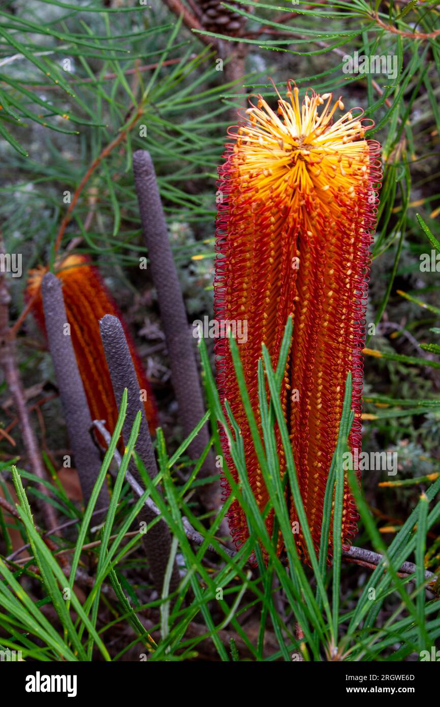 Capitate flower heads hi-res stock photography and images - Alamy