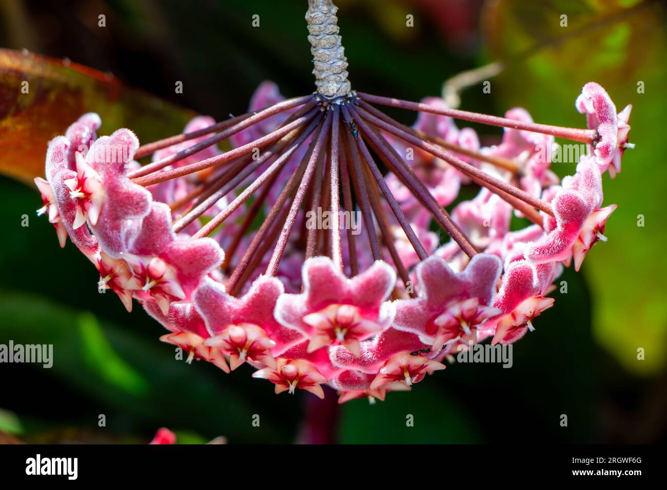 Hoya Vine Flower, red, cultivated. Hoya carnosa Stock Photo - Alamy
