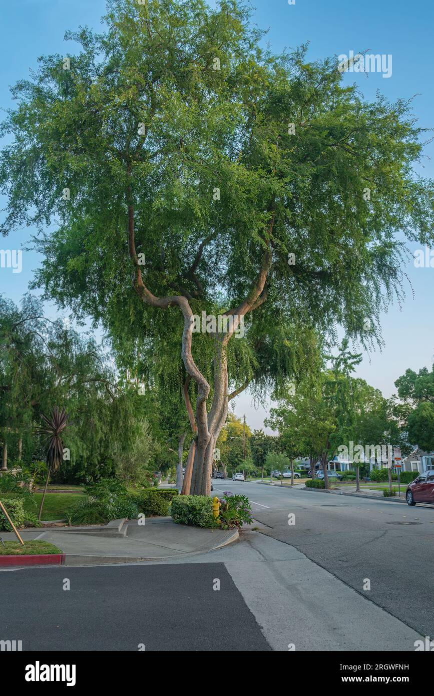 Large tree in Monrovia California neighborhood street Stock Photo - Alamy