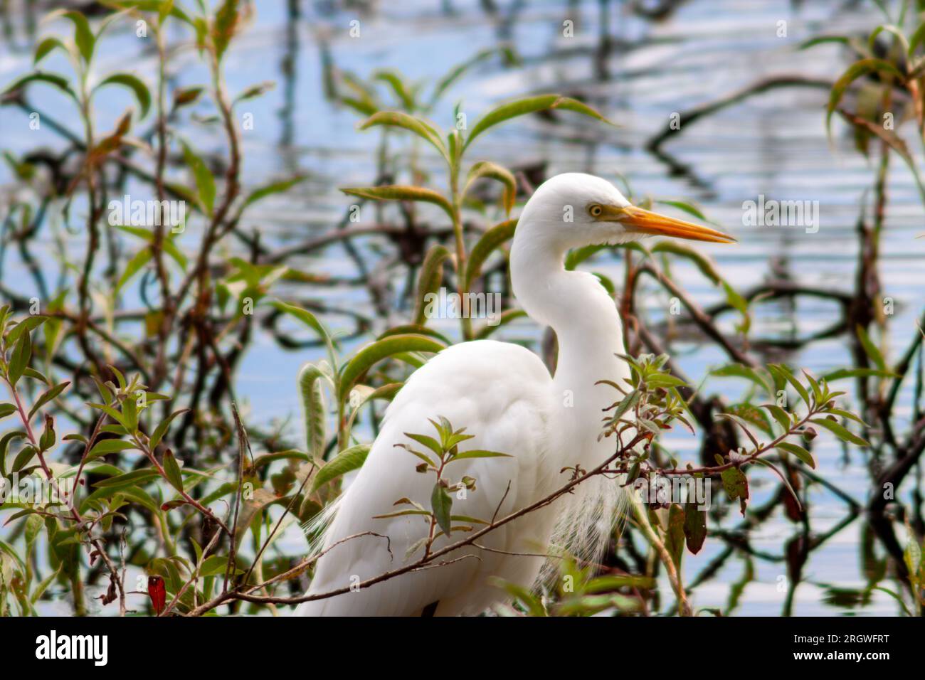 Subspecies plumifera hi-res stock photography and images - Alamy