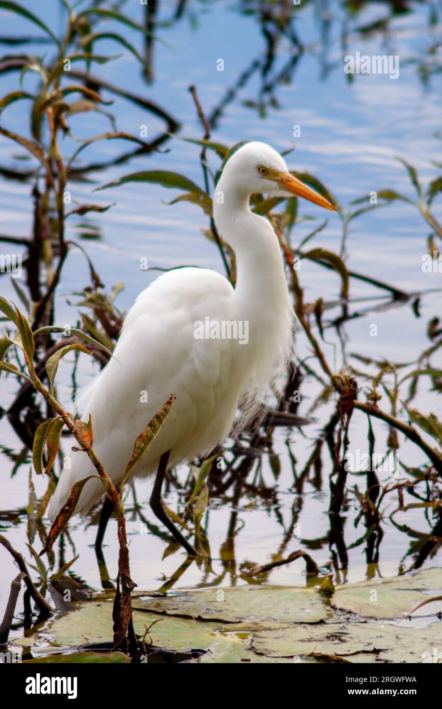 Intermediate Egret, Ardea intermedia (subspecies plumifera), Hasties ...