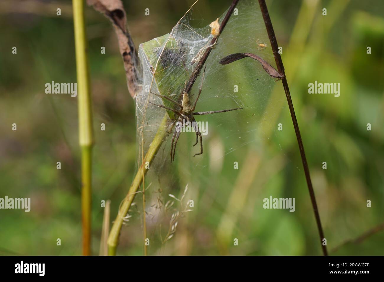 Female Nursery web spider (Pisaura mirabilis). With spider nymphs in a ...