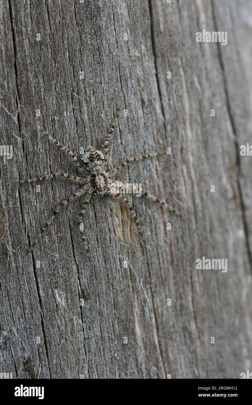 Natural closeup on a female Lichen Running Spider , Philodromus ...